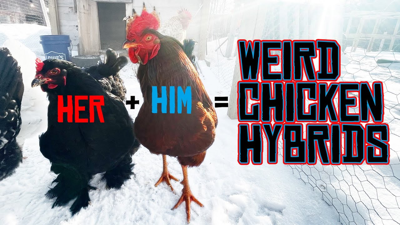 Lessons From a Grand Chicken-Raising Experiment