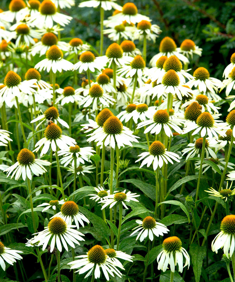 How to grow coneflower – expert advice on planting and caring for these ...