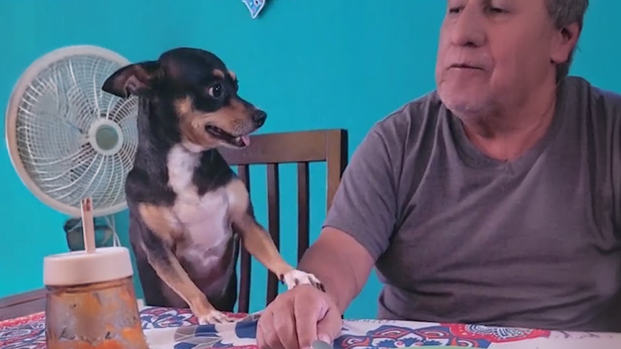 Dog Becomes Cherished Member of the Family Forever