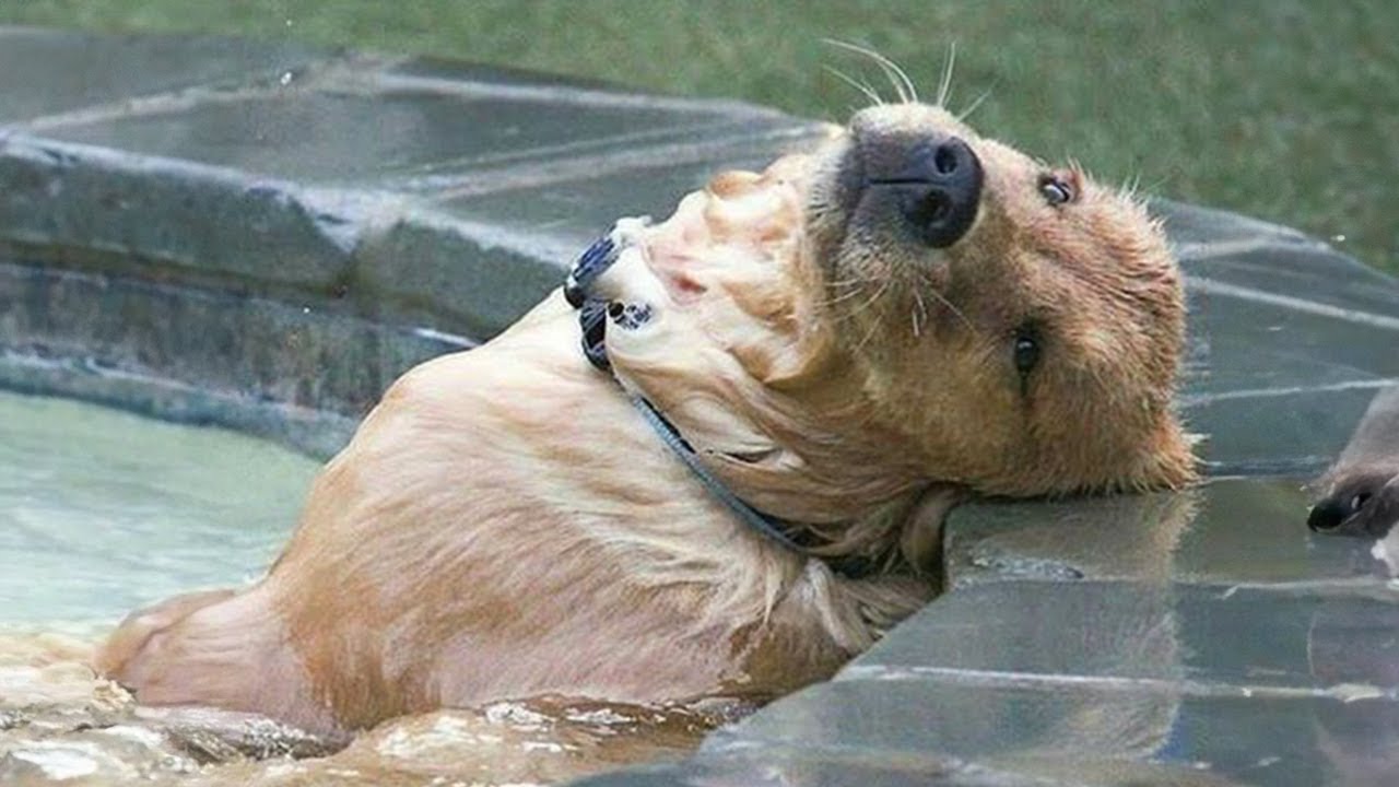 Meet the laziest dogs who make doing nothing look so funny