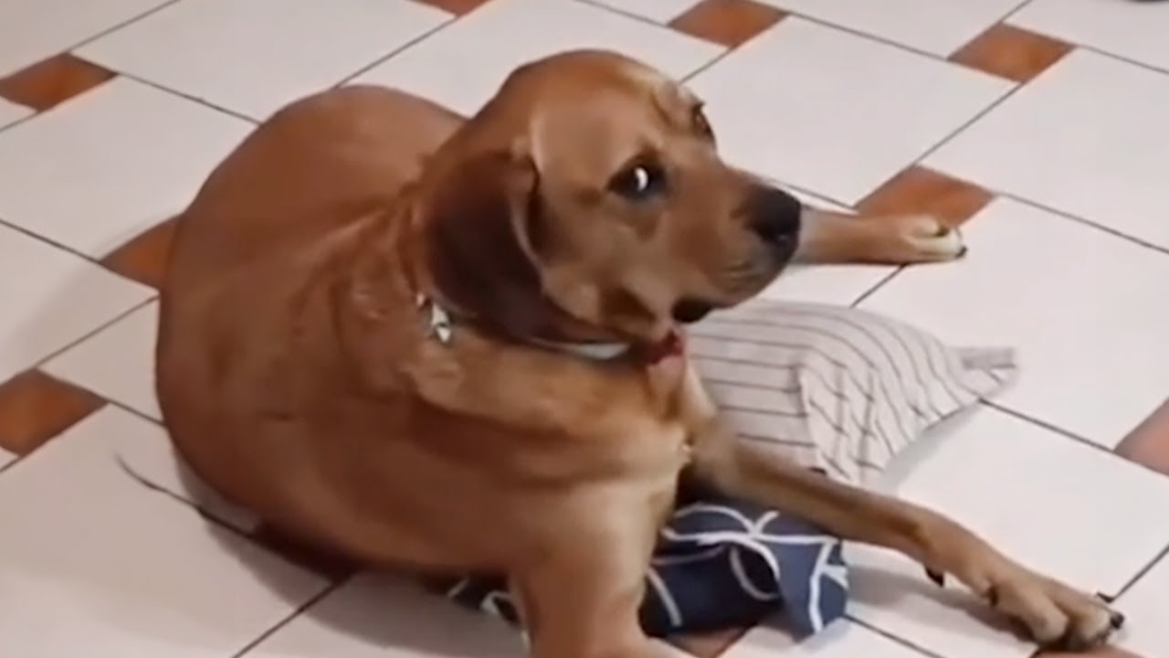 These dogs went on a total rampage