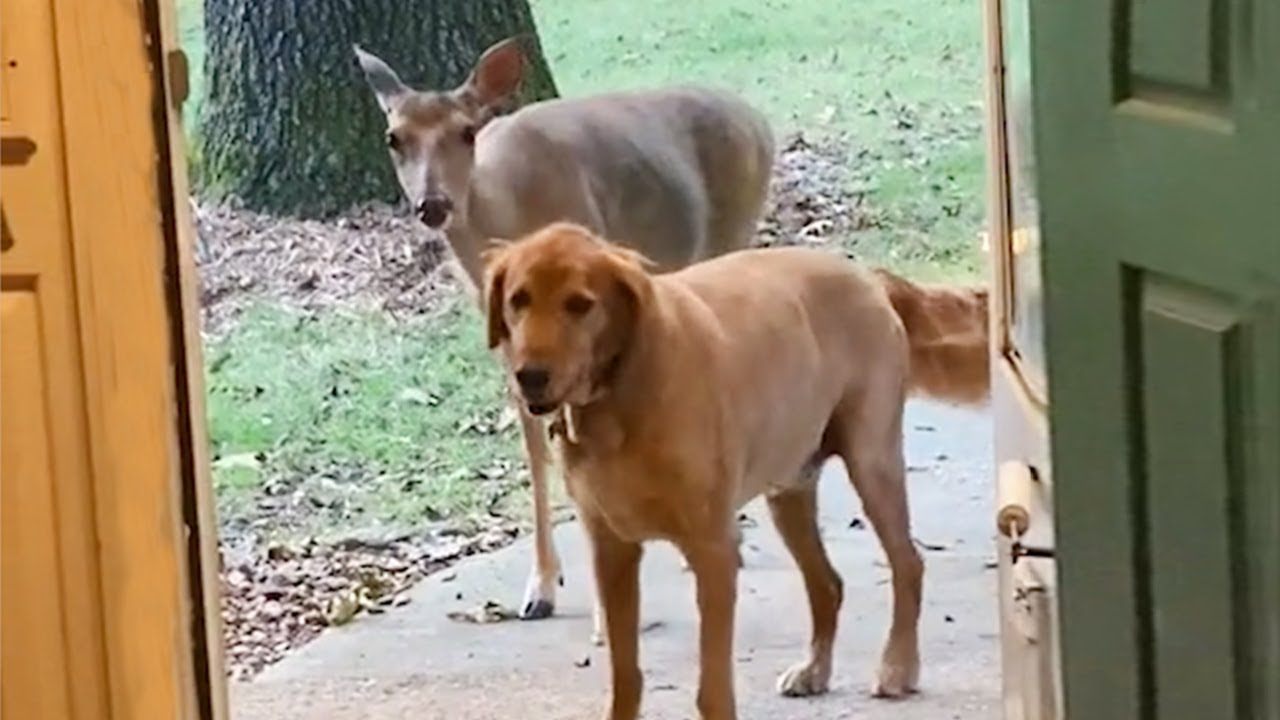 Dog’s surprise guests will leave you laughing