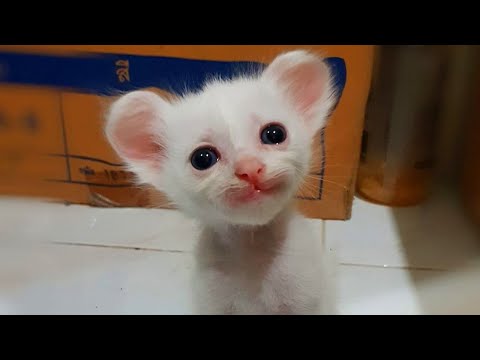 Funny cats with priceless expressions guaranteed to lift spirits