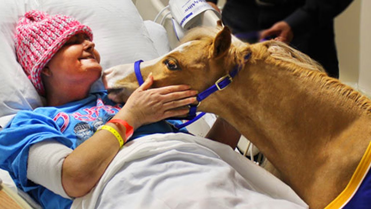 Animals Behaving Better Than Humans—Watch These Adorable Moments