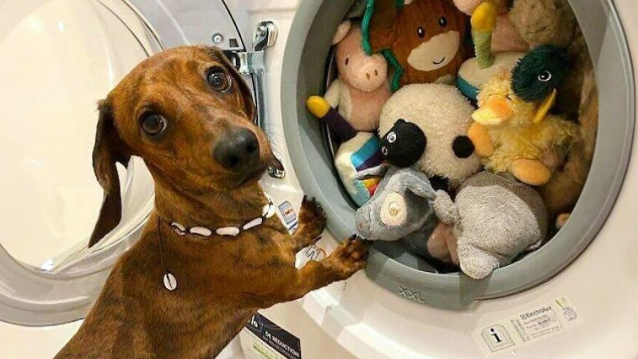 Living with a dog is like having a full-time comedian