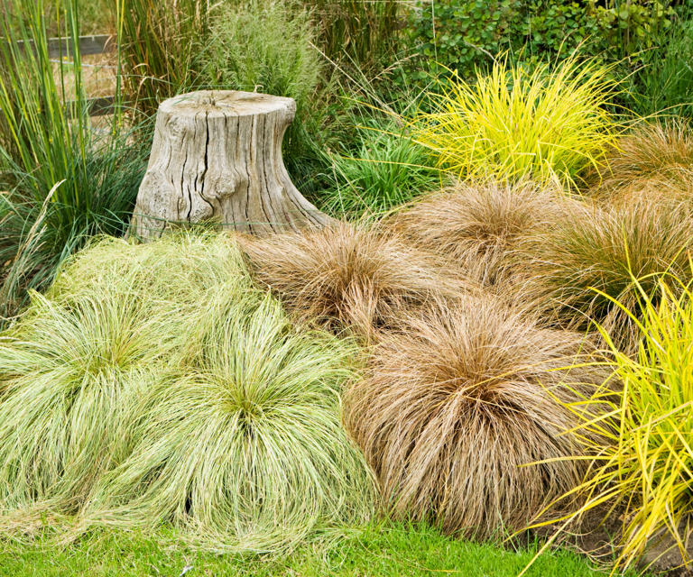 Deer Resistant Shade Plants 5 Plants That Will Grow In Darker Spots Undisturbed By Wildlife