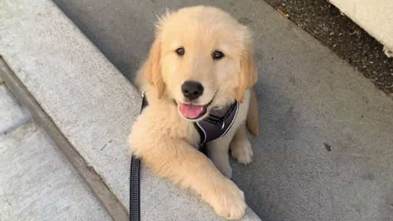 Funny dogs who prove you chose right