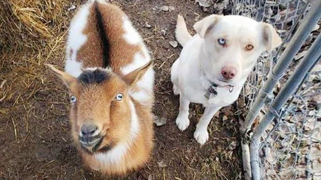 When Your Dog Brings Home a New Furry Friend