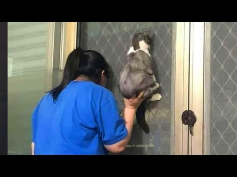 Cats and humans being goofy best friends together