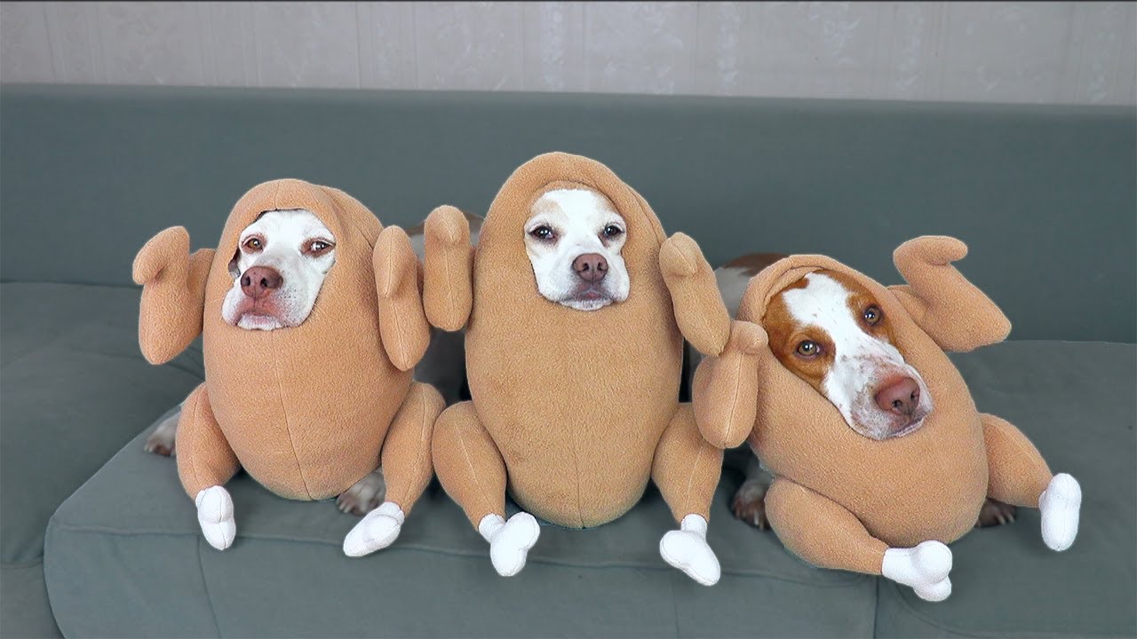 Funniest dog Halloween costumes in one hilarious compilation