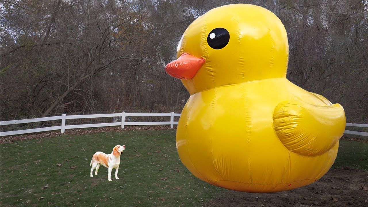 Little pup stunned by giant rubber duck in backyard stunt