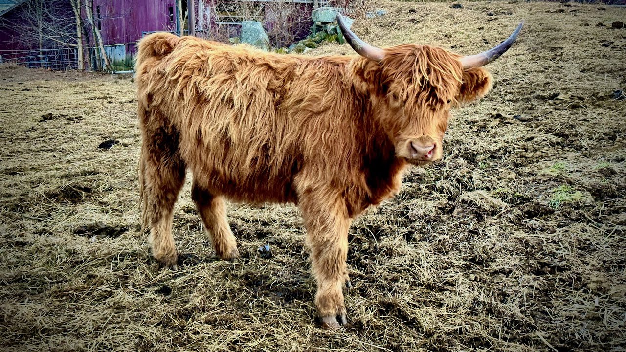 Welcoming a New Heifer: What It Means for Life on the Farm