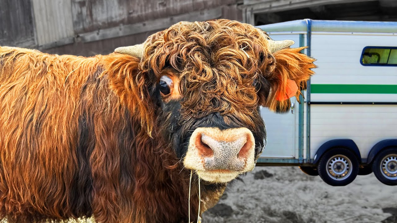 What Losing a Beloved Farm Animal Feels Like