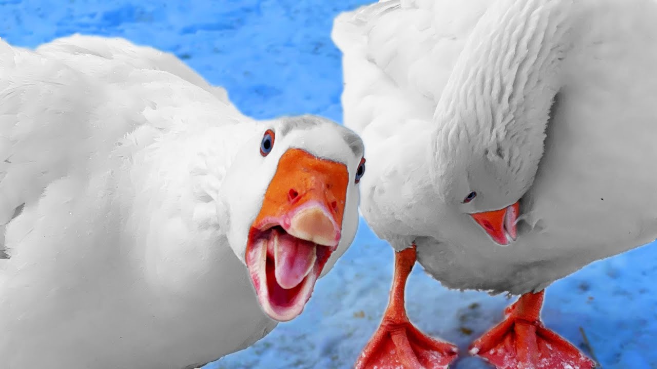 Chaos erupts during goose mating season on farm