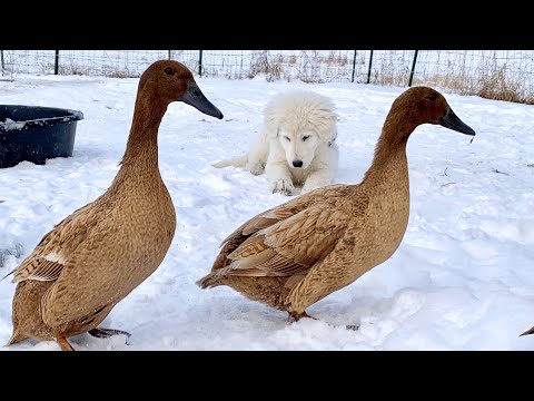 Lessons learned after a full year of farming life