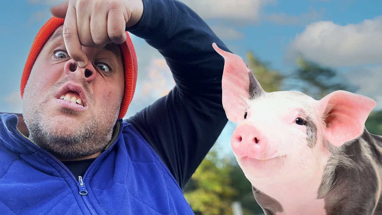 Am I really ready to raise pigs?