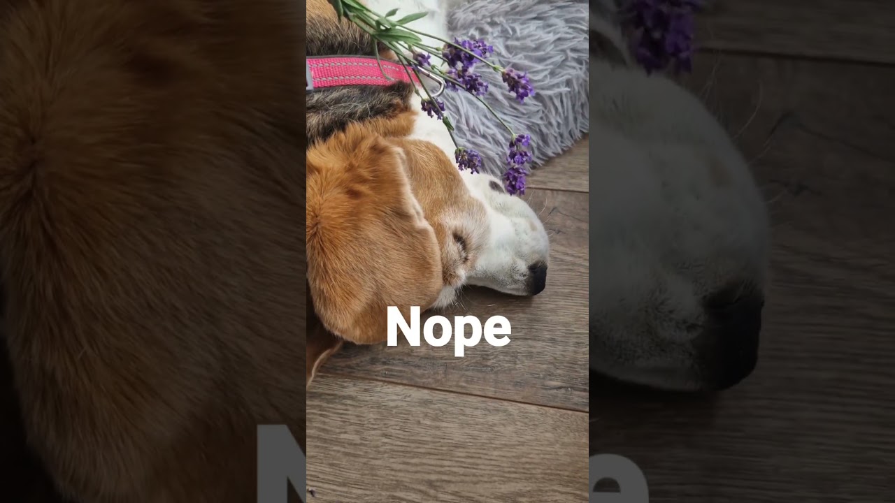 Waking Up a Beagle? Here’s How It Goes