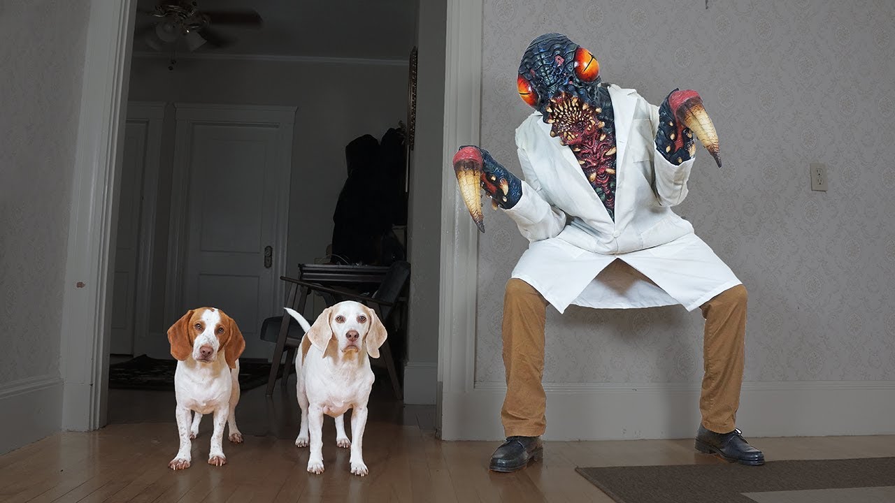 Dogs face a giant bug with hilarious reactions