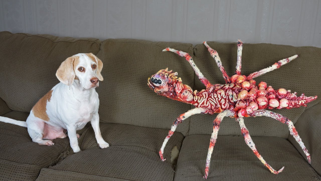 Dog faces off with giant spider in silly prank