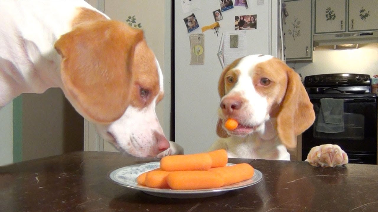 Dog and puppy steal carrots off their family's kitchen table