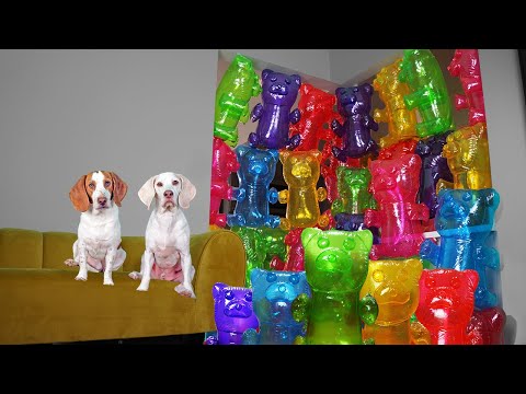 Dogs fight giant gummy bears in epic candy prank
