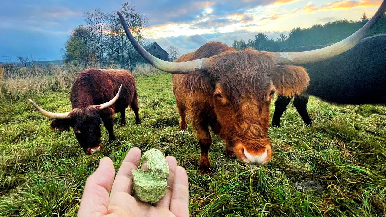 Beginner tips for whispering to your first cattle