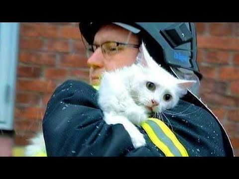 Animals Asking for Help: Restoring Faith in Kindness