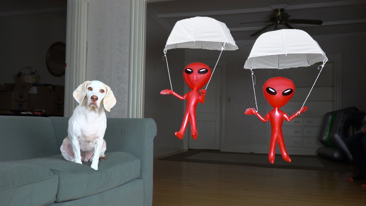 Dog gets pranked by parachuting aliens at home