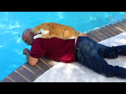 Funny cat and human moments that prove cats rule our lives