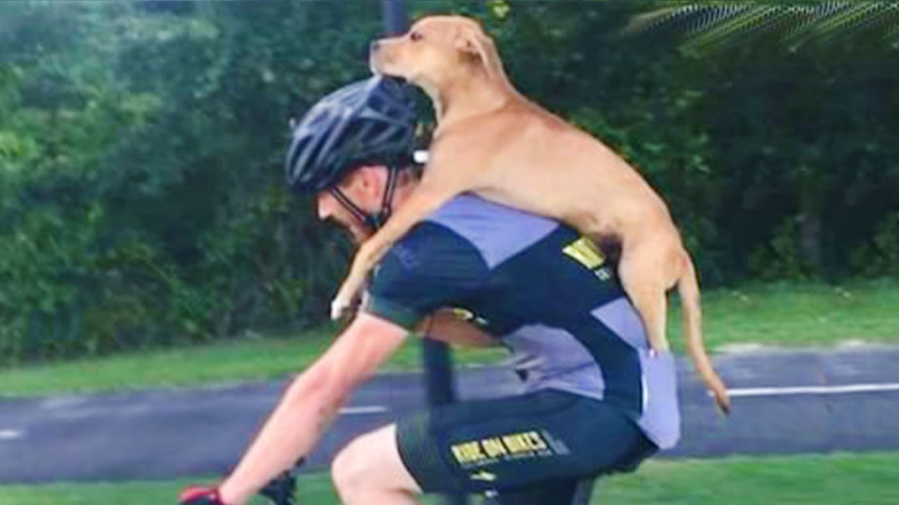 Funniest dog moments to brighten your day