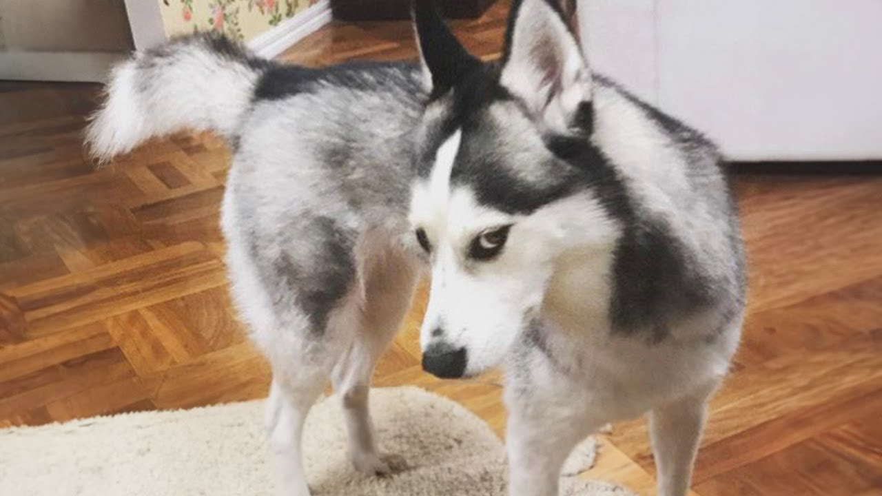 This husky might be the ultimate meme-worthy pet