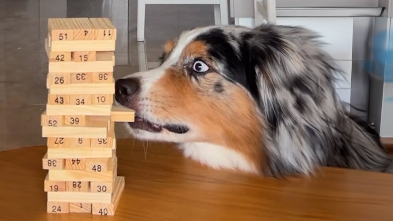 This dog's genius will blow your mind