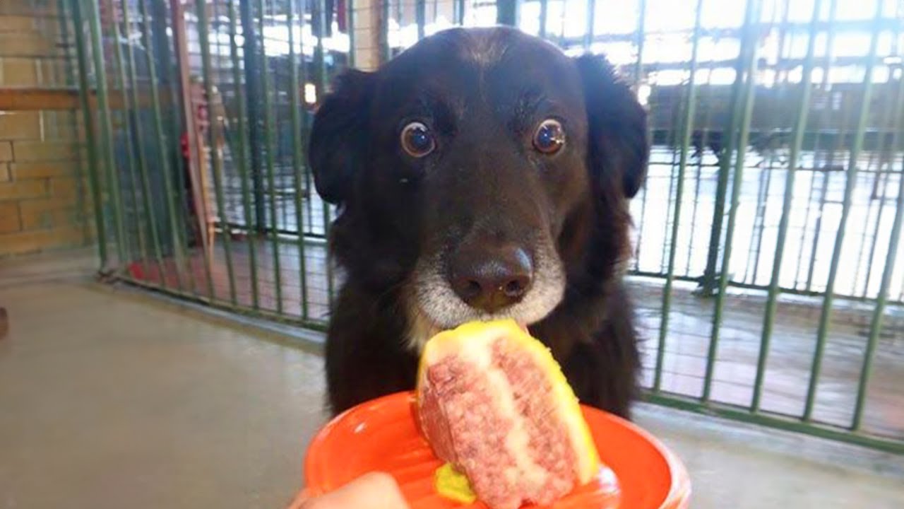 Want laughs? Get a dog right now