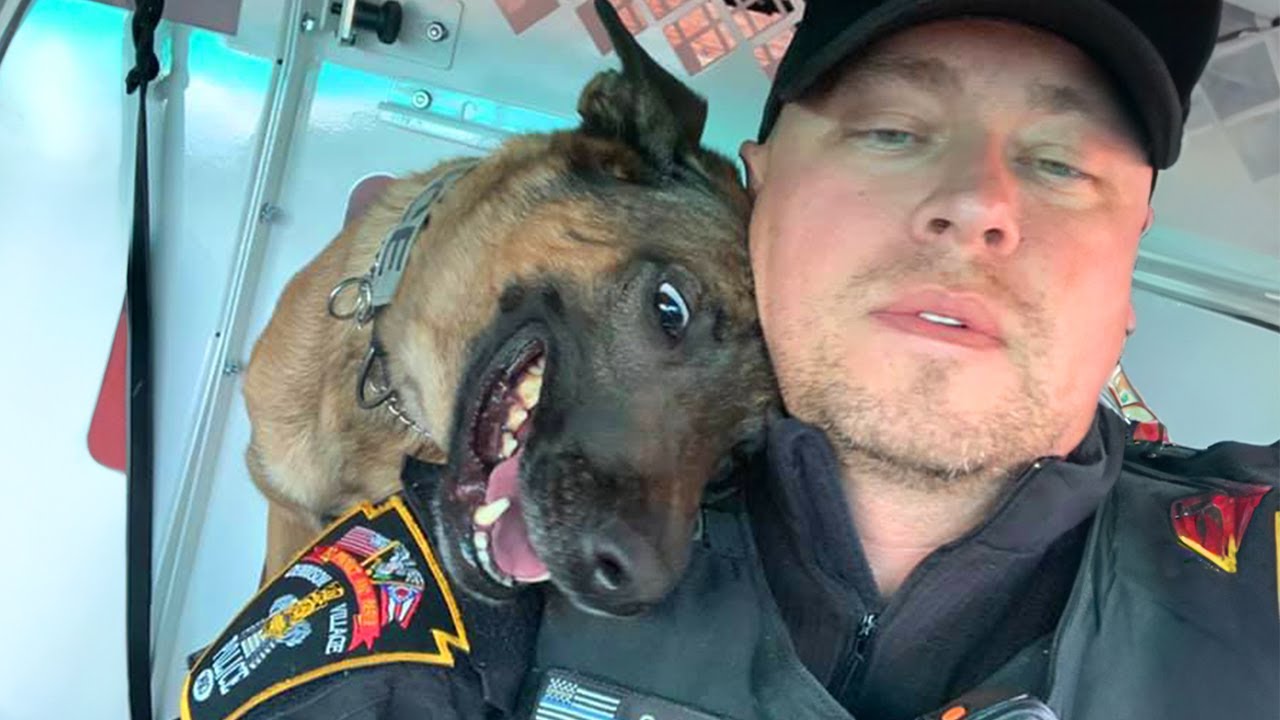 When dogs hilariously act like humans