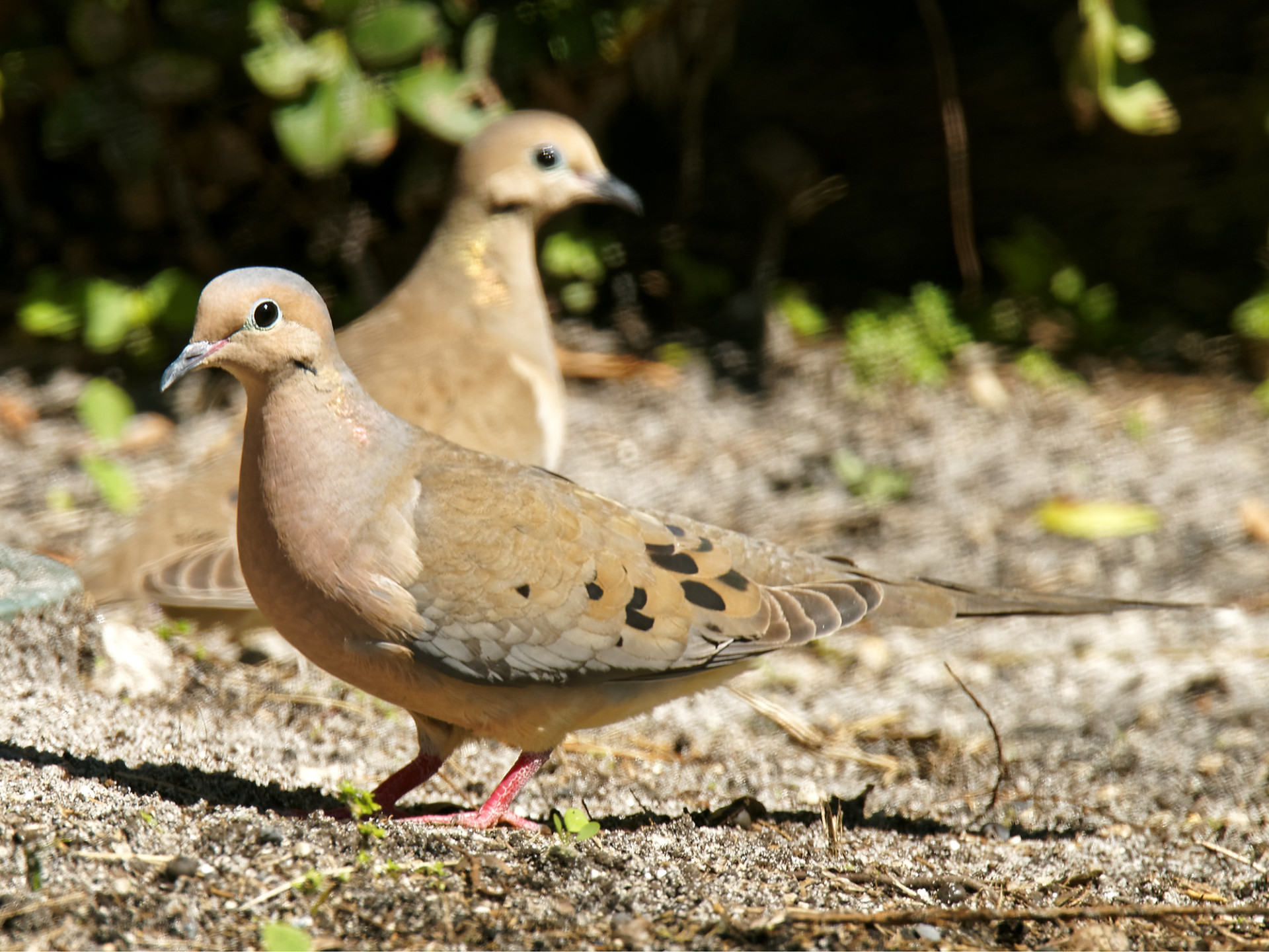 Romance isn't dead! Animals that mate for life