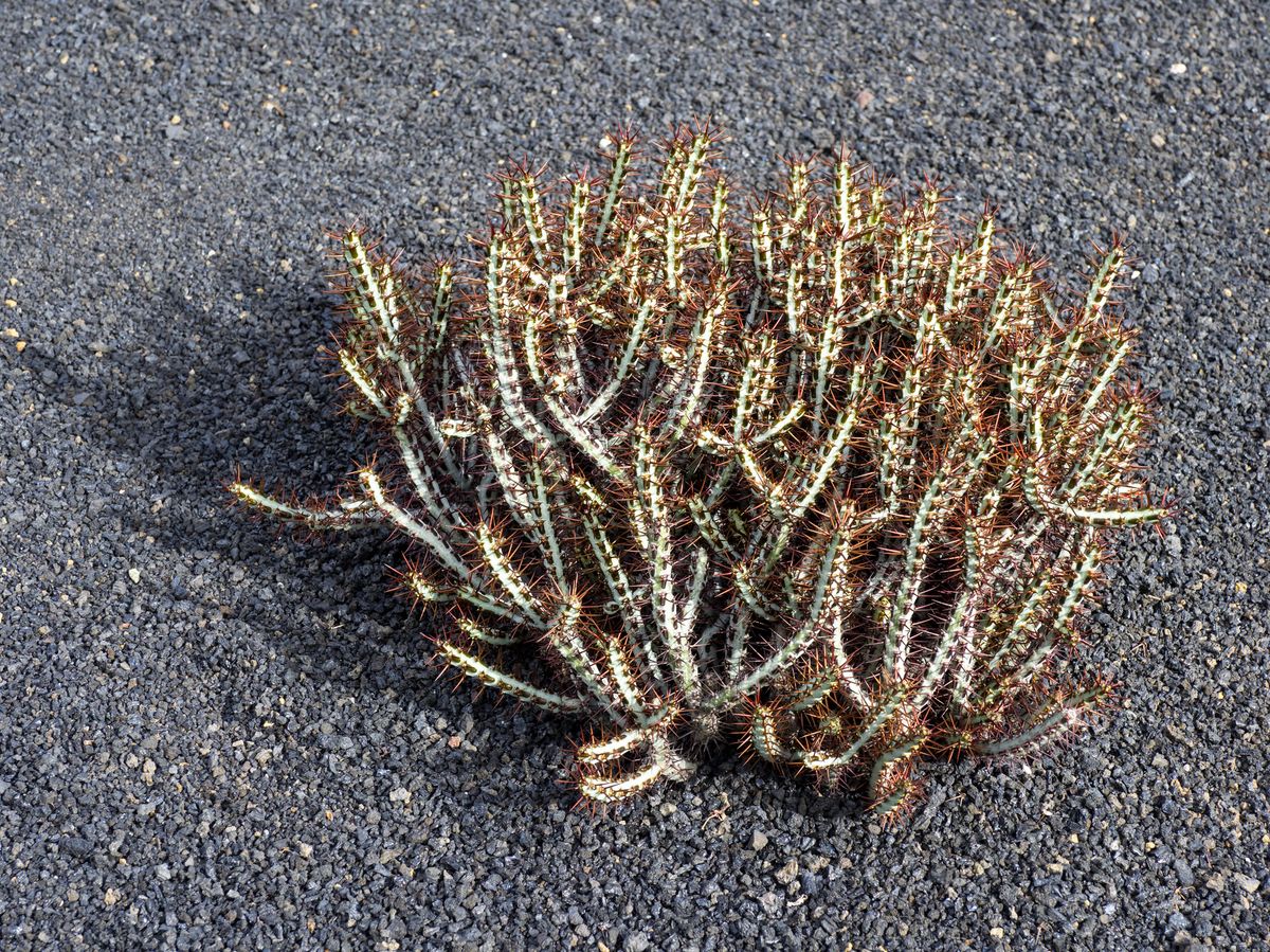 30 Different Types of Cactus You Can Grow at Home