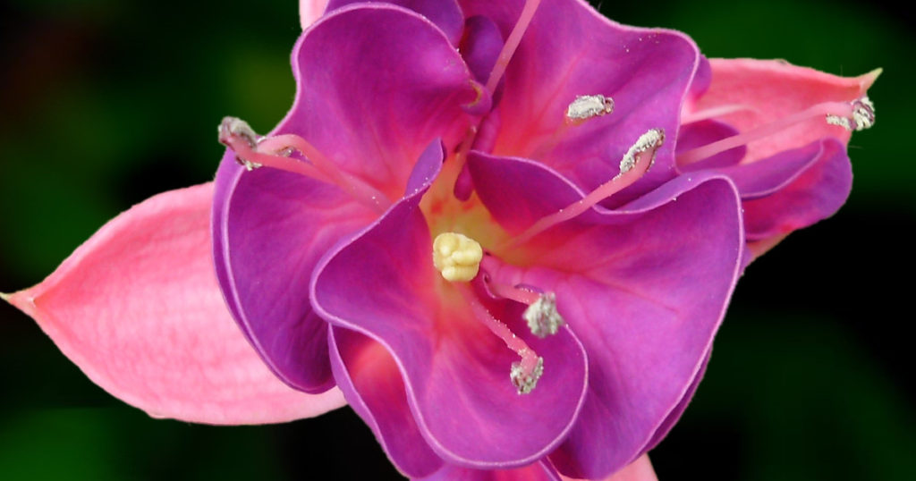 11 Unique Flowers That Look Like Bells
