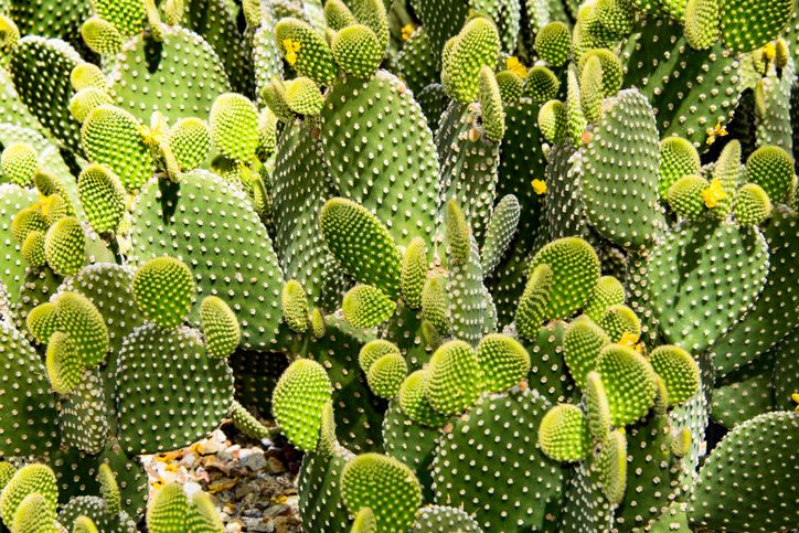 30 Different Types of Cactus You Can Grow at Home