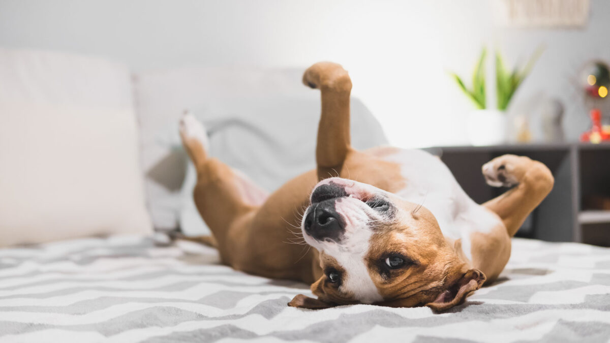 15 Strange Things Dogs Do That Actually Mean ‘I Love You’