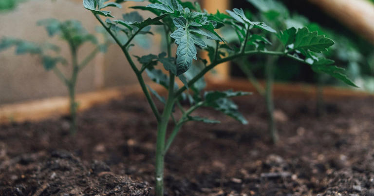 How To Fix And Prevent Tomato Root Rot 