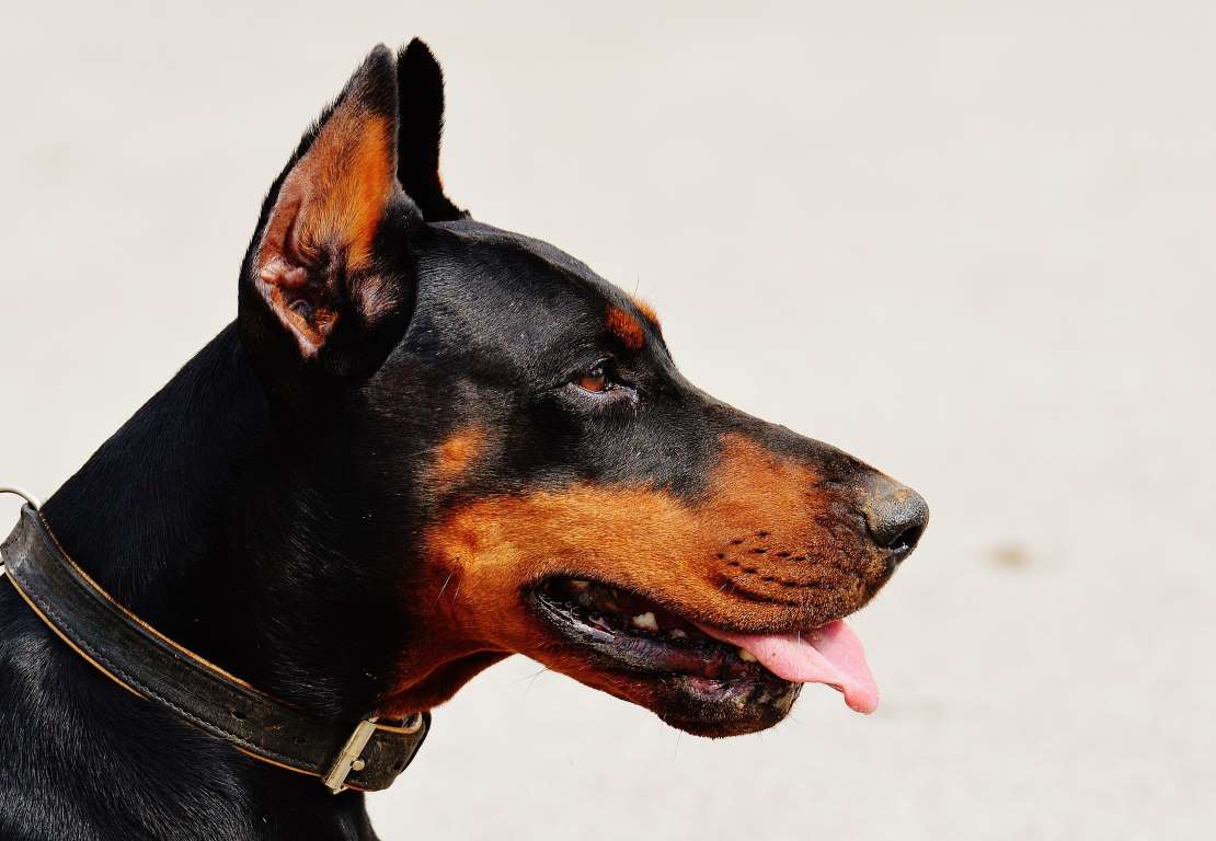 Quais são as raças de cachorros mais inteligentes do mundo