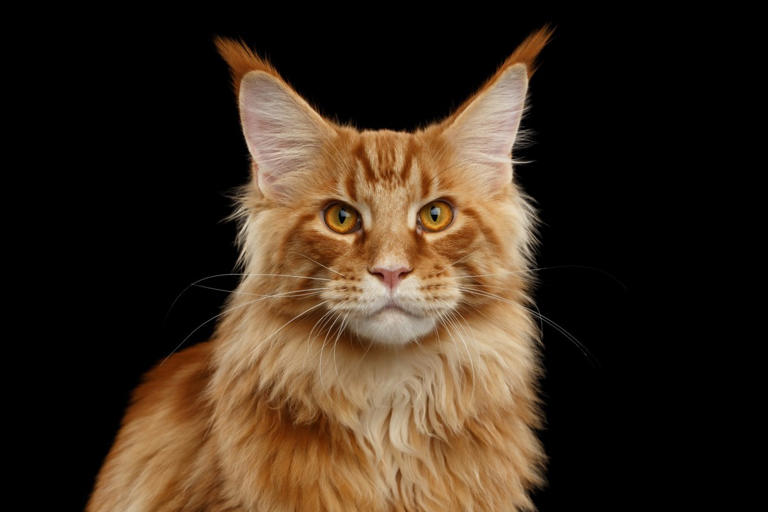 Maine Coon Cat's Epic Chirps at Birds Sound Like He's Speaking Their ...