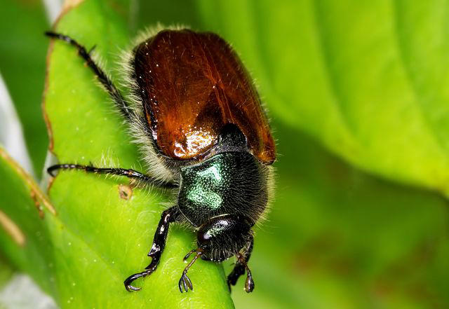 7 Bugs That Look Like Cockroaches (but Definitely Aren't)