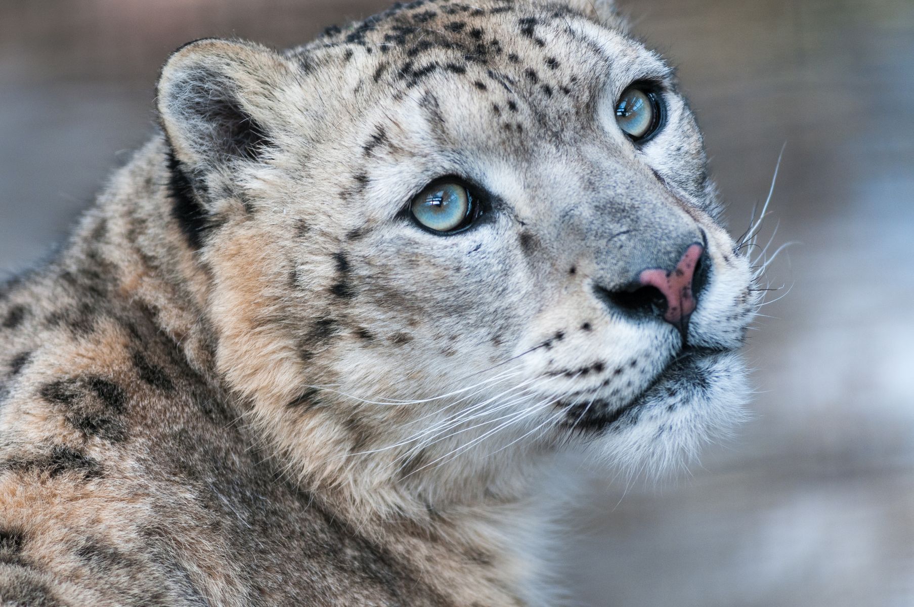 Everything you need to know about the snow leopard