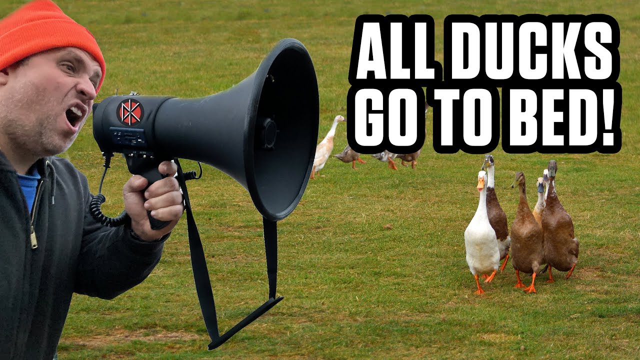 Putting seventy-eight birds to bed during frigid Vermont night