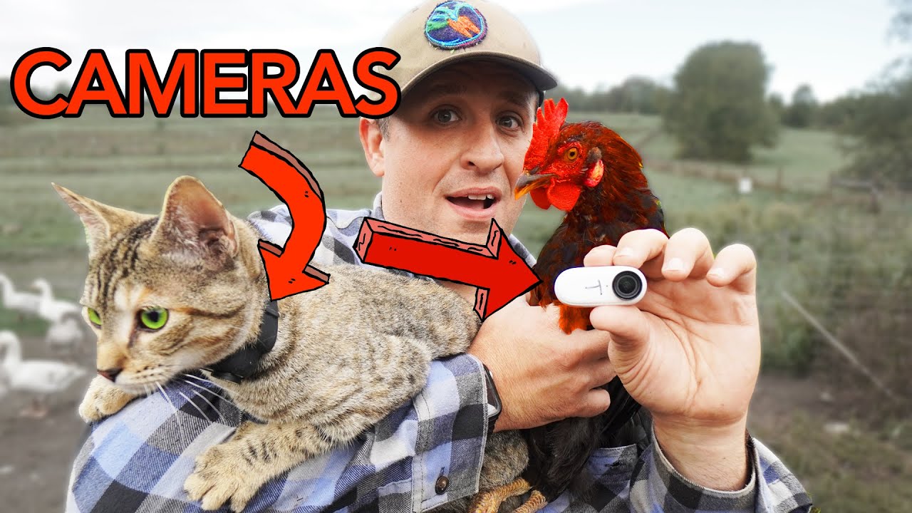 Installing cameras to monitor all of my animals