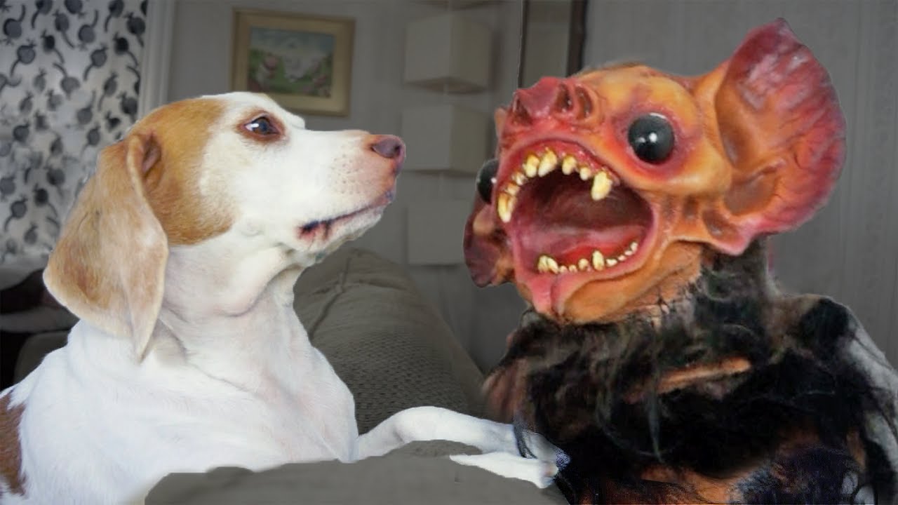 Beagle dog attacked by zombie bat in hilarious video