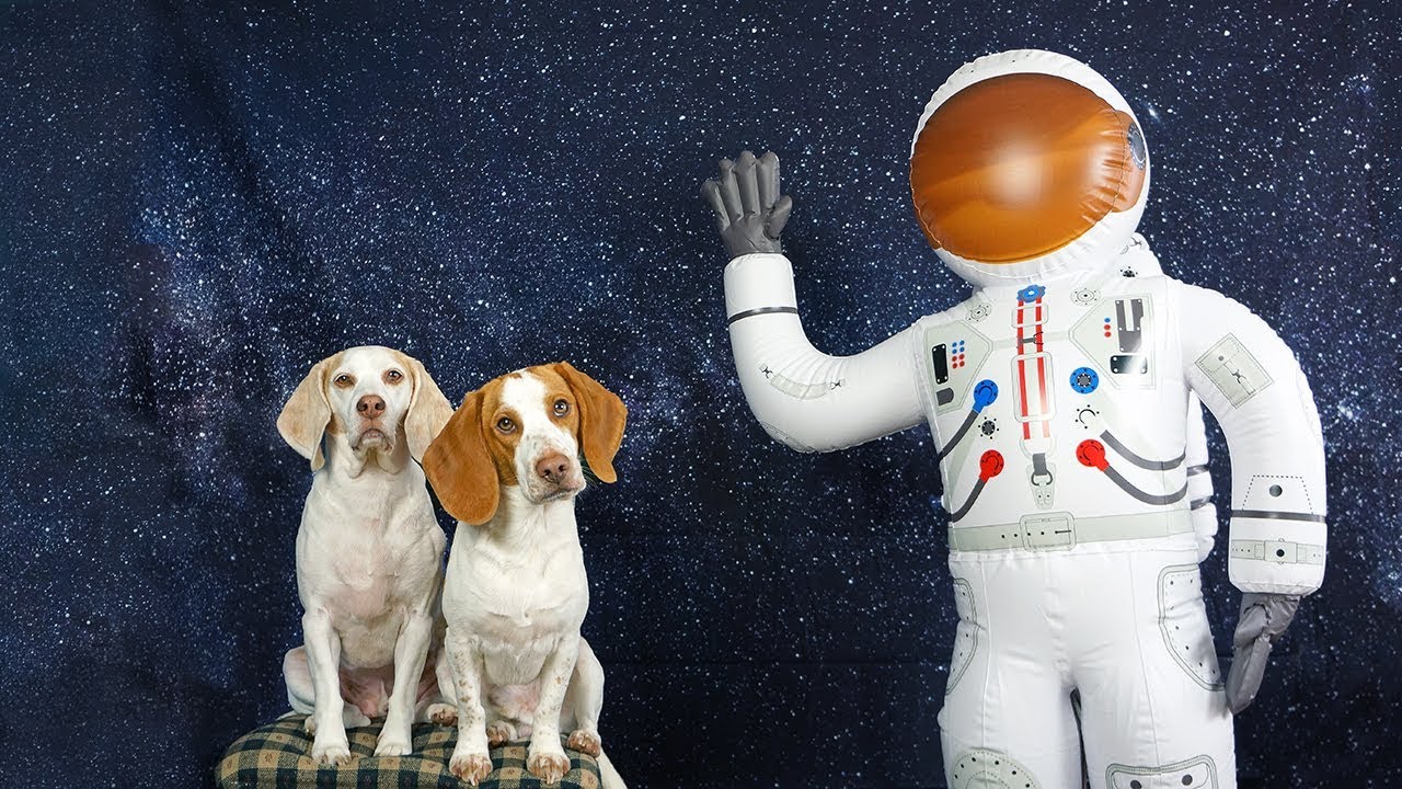 Dogs battle astronaut and mini-me in space adventure