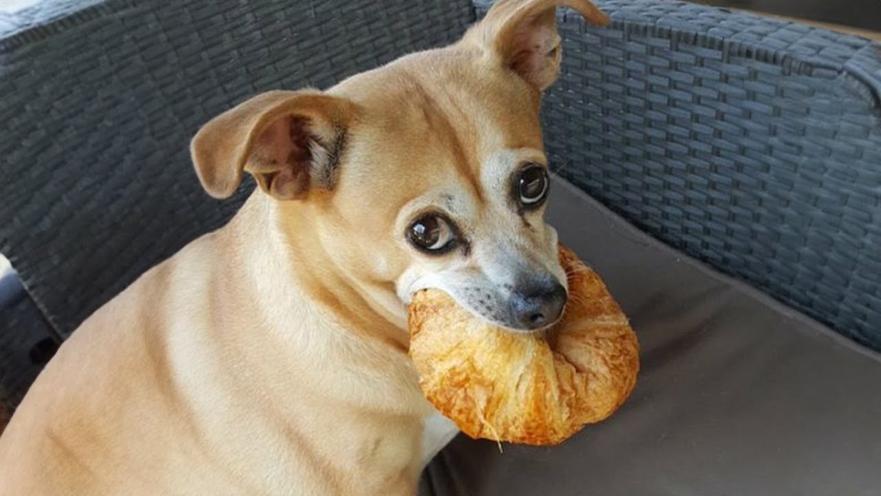 Try Not to Laugh at These Hilarious Dog Videos