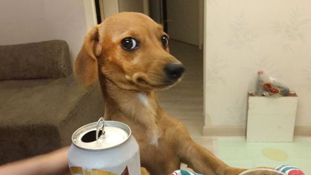 Dog’s Dramatic Antics Are the Best Thing You’ll See Today